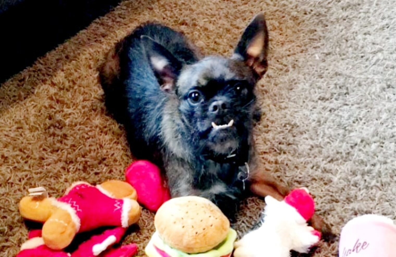CM Punk Shares Photograph Of His Beloved Dog Larry’s Shrine – WEB IS ...