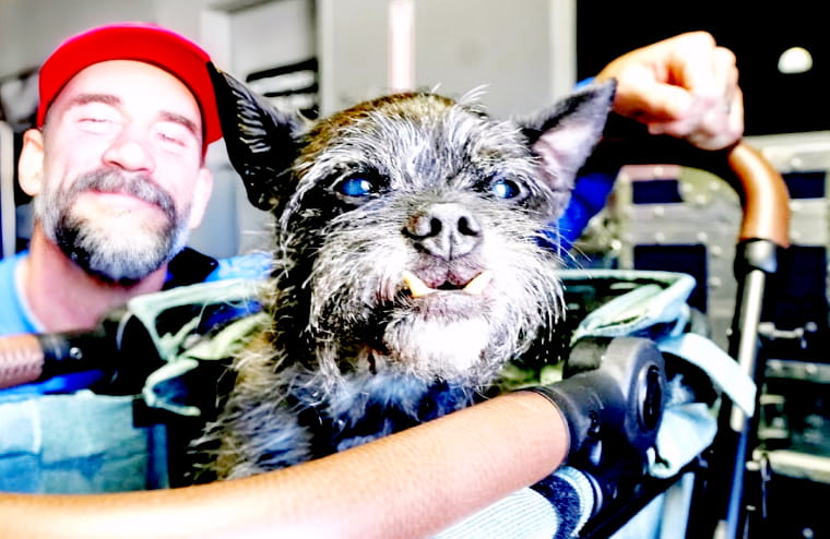 CM Punk’s New Tattoo Is A Permanent Tribute To His Beloved Dog Larry (w ...